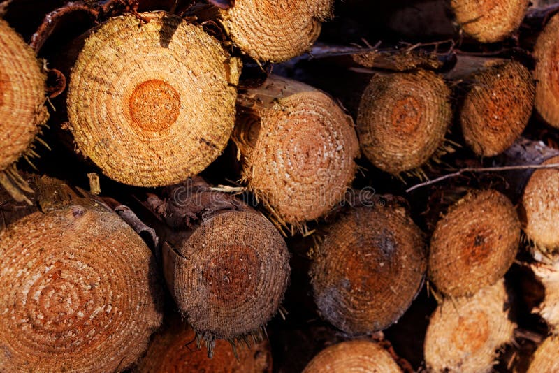 Logging Industry - Pile of Freshly Chopped Tree Trunks Stock Photo ...