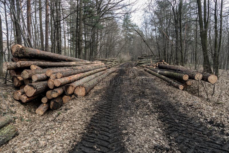 Logging stock image. Image of wood, branch, closeup, wild - 16720025
