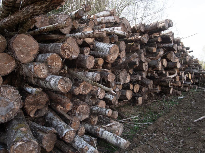 Logging Industry Stacked Pine Logs Stock Photo - Image of stacked ...