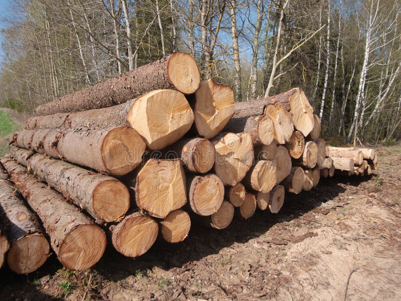 Logging Industry Stacked Pine Logs Stock Image - Image of wood ...
