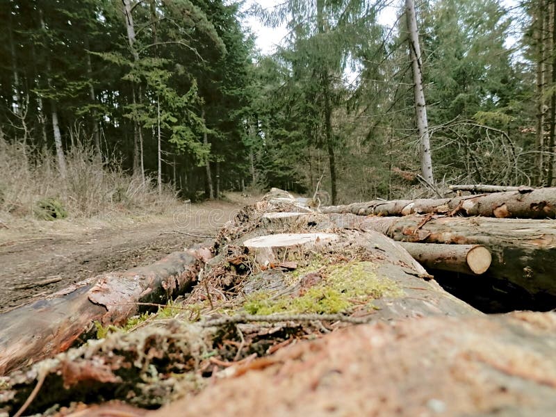 Logging and Large Tree Lying. Stock Photo - Image of forest, nature ...