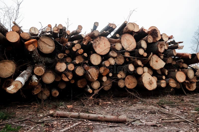 Logging, a Lot of Logs Lying on the Ground in the Forest. Cutting Down ...