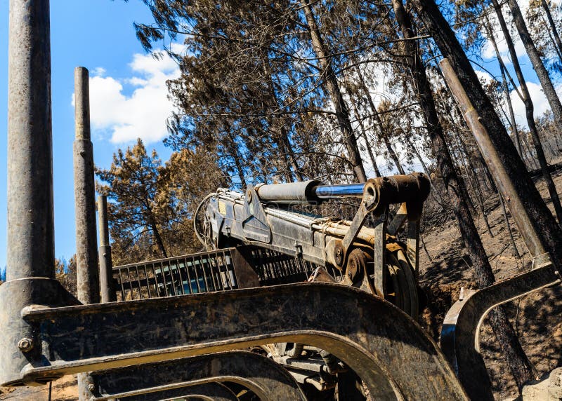 Logging Machine on Burnt Pine Forest Stock Photo - Image of technology ...