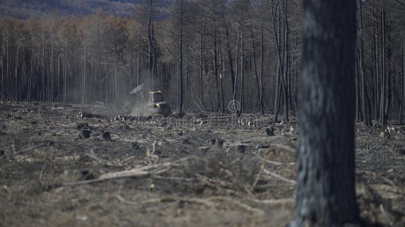 A Logging Machine Transports Logs To a Stack. Loader of Logs at the ...