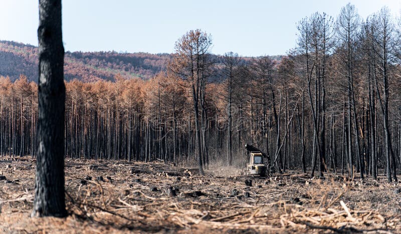 Logging Maching Working after Huge Fire in the Forest Stock Photo ...
