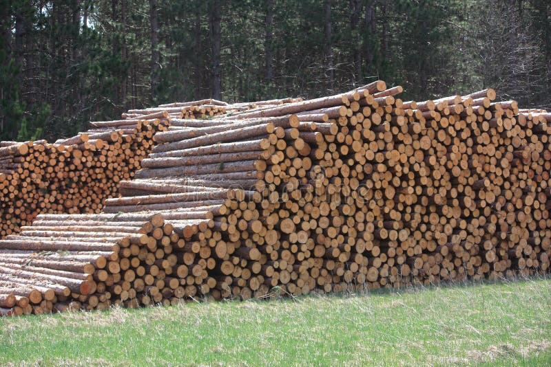 Logging in the Midwest stock photo. Image of evergreen - 31240918