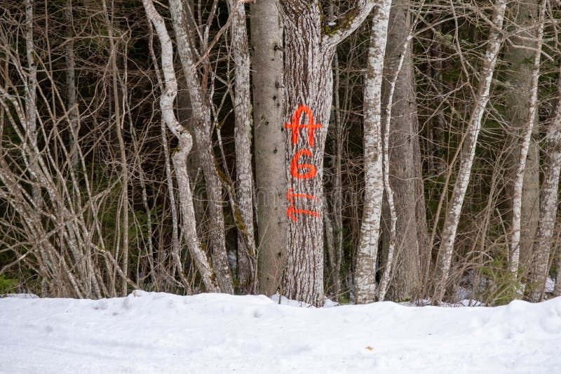 Logging, Numbers with an Arrow Painted on a Tree Trunk. Logging ...