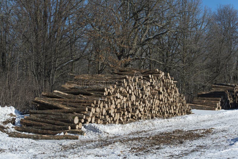 Logging Oak Trees in Minnesota Stock Photo - Image of minnesota ...