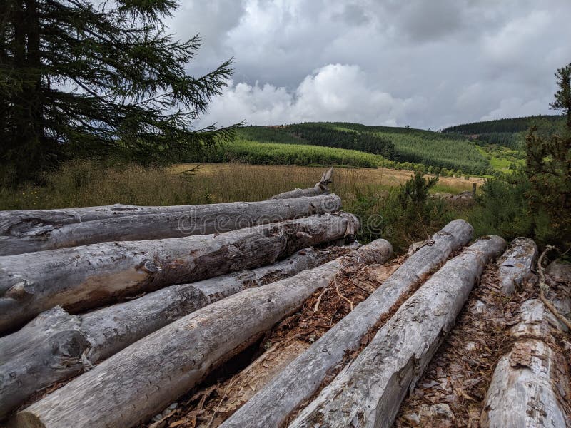 Logging operation stock photo. Image of felled, field - 191624714