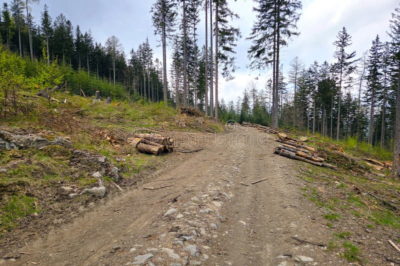 Forest Logging Pathway in a Serene Woodland Setting Stock Image - Image ...