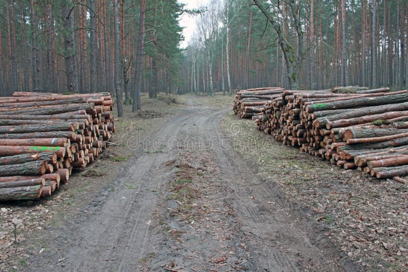 Logging pine log piles stock photo. Image of fall, beauty - 51742590