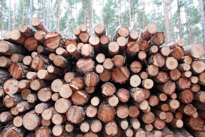 Logging pine log piles stock photo. Image of brush, loneliness - 51742782