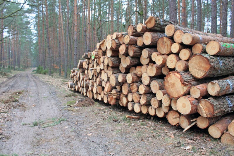 Logging pine log piles stock image. Image of colours - 51742335