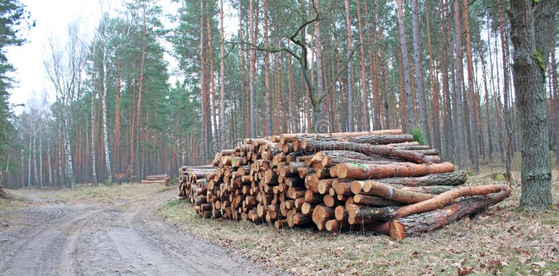 Logging pine log piles stock photo. Image of lane, ages - 51742918