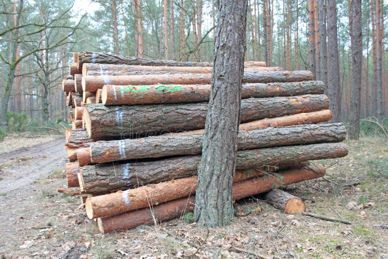 Logging pine log piles stock image. Image of nature, colored - 51743087