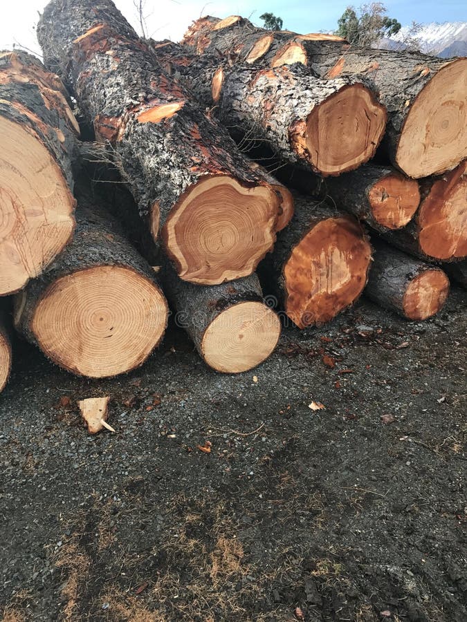 Logging stock photo. Image of dirt, ends, bark, logs - 99929506
