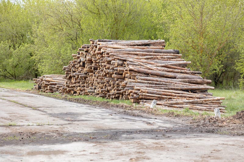 Logging Pine Trees in Forest. Clear Cutting Stock Photo - Image of ...