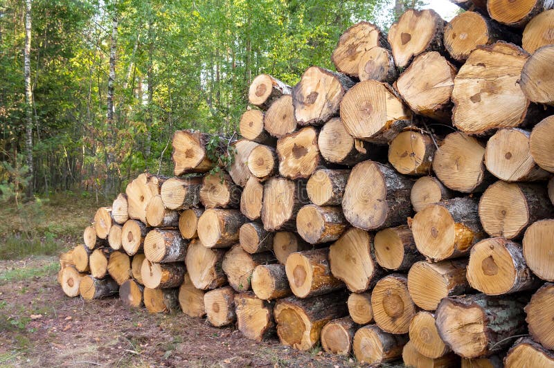 Logging stock image. Image of deforestation, forest, destruction - 61811061