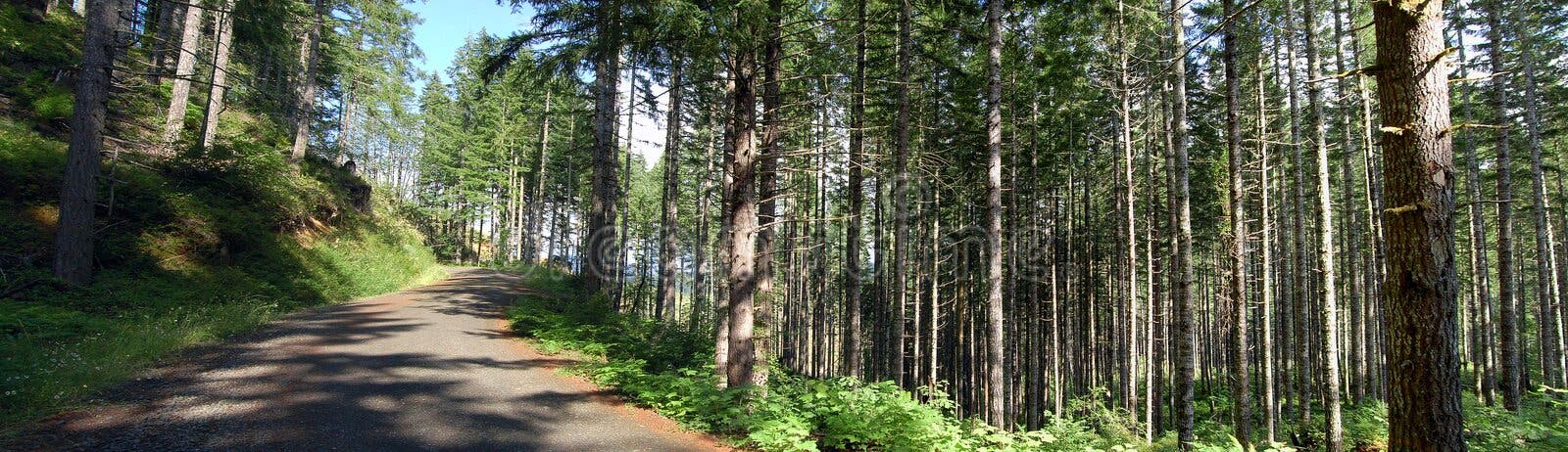 Logpile in the National Forest Stock Image - Image of ecology, trees ...