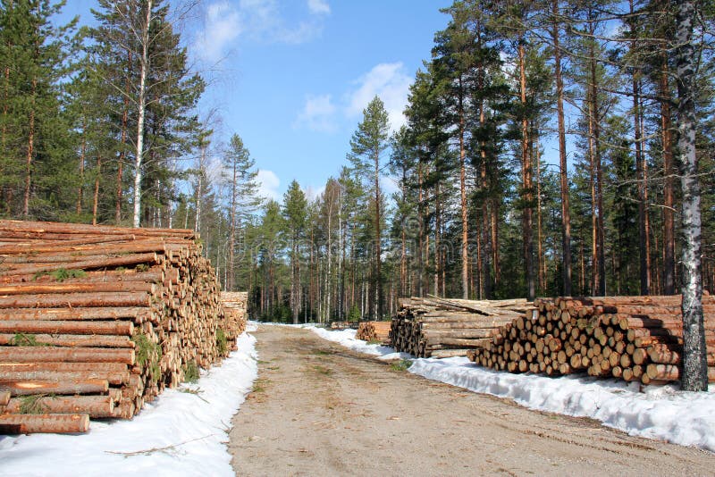 Logging Road at Spring stock image. Image of felled, forestry - 24154849