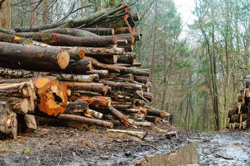 Logging on the Roadsides, Felled Trees in the Forest Stock Image ...