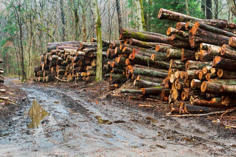 Logging on the Roadsides, Felled Trees in the Forest Stock Image ...