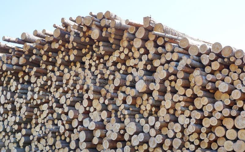 Logging Sending Logs by Rail Pine Logs Raw Materials for Process Stock ...