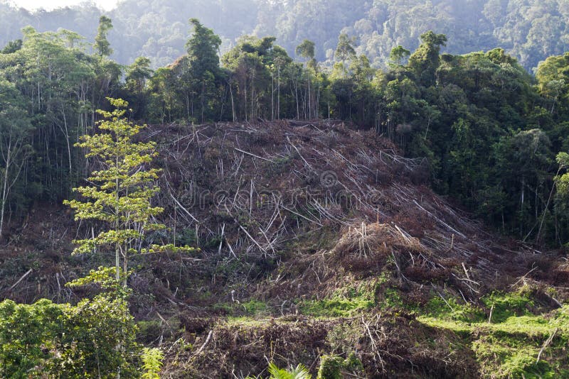 Logging Site stock image. Image of rural, detail, ring - 23679103