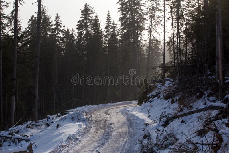 Logging Site in the Winter Taiga. Timber Road at the Logging Site Stock ...