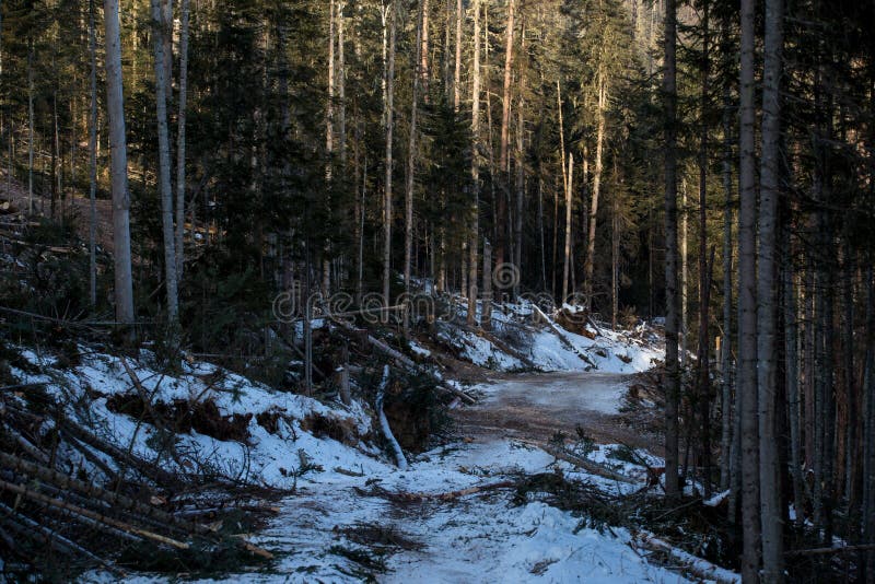 Logging Site in the Winter Taiga. Timber Road at the Logging Site Stock ...
