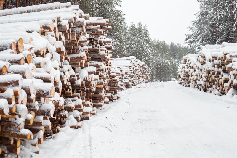 Logging in the Snow Forest. Stock of Timber Stock Photo - Image of ...