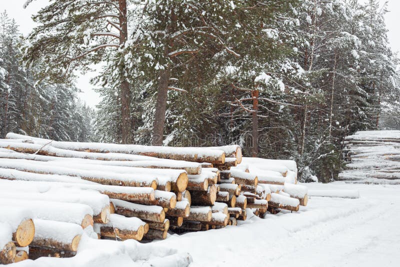 Logging in the Snow Forest. Stock of Timber Stock Image - Image of heap ...