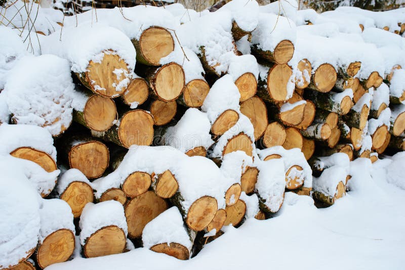 Logging Stack in the Forest during the Winter Stock Photo - Image of ... Logging Stack in the Forest during the Winter Stock Photo - Image of ...