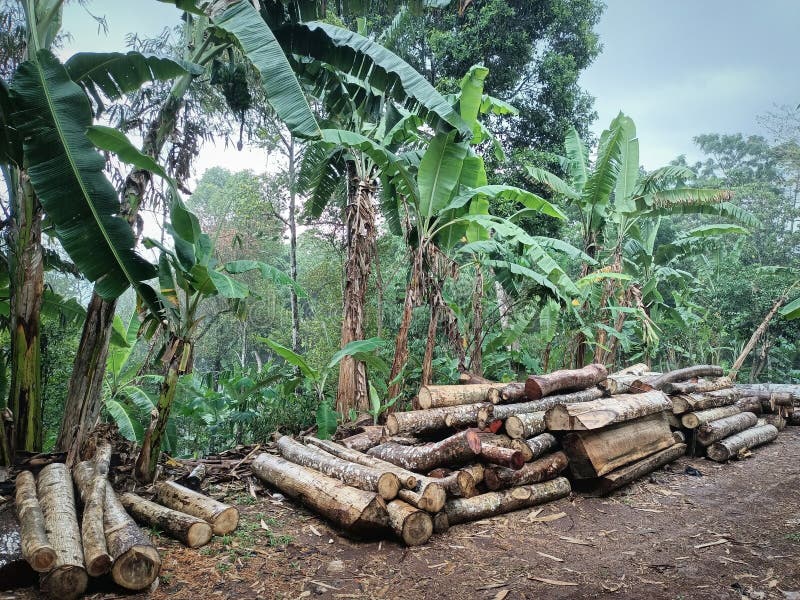 Logging Swamp Wood in Forests Planted by the Community Stock Image ...