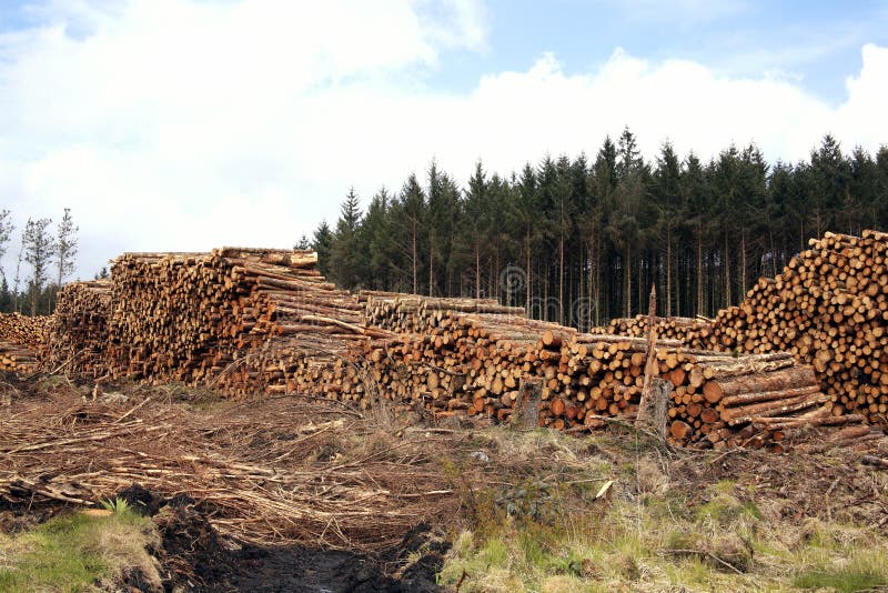 Logging timber industry stock image. Image of nature - 64543849
