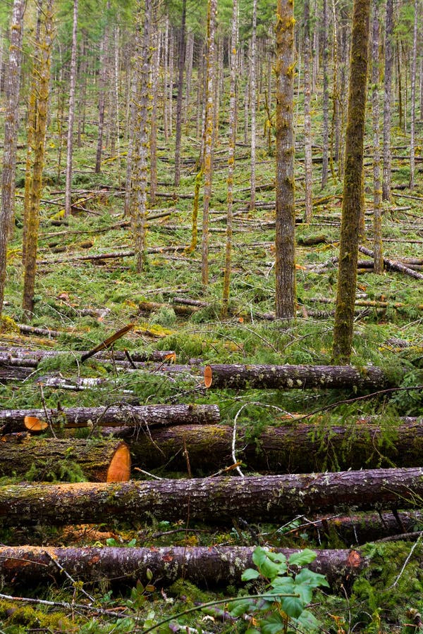Logging Timber Industry Tree Thinning Stock Image - Image of cutting ...