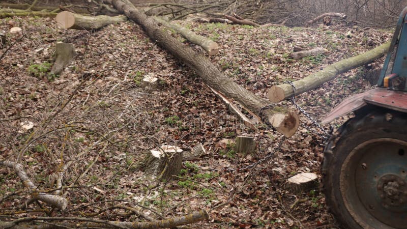 Logging Tractor on Forest Road. Pulling Tree Trunk with Truck. Tractor ...