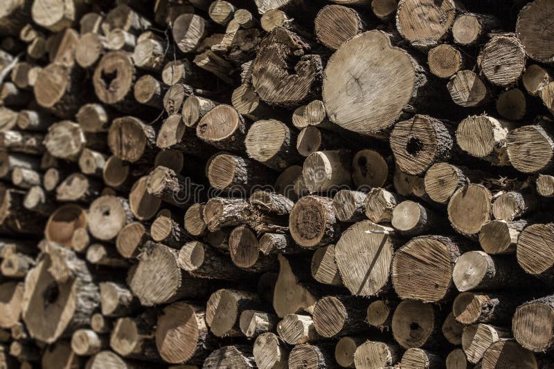 Logging Tree Stump Grain Textures Deforestation. Stock Image - Image of ...