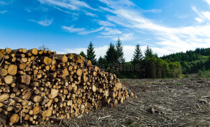 Logging trees in a forest stock photo. Image of forest - 197694138