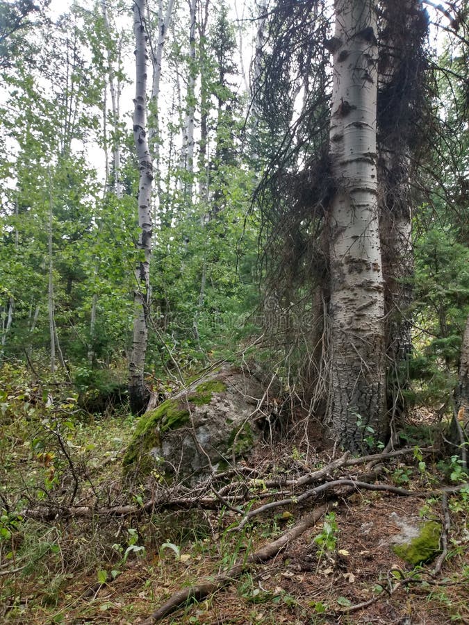Logging trees forest stock image. Image of trees, firewood - 163599865