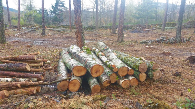 Logging of Trees in an Oak Forest Stock Image - Image of tree ...