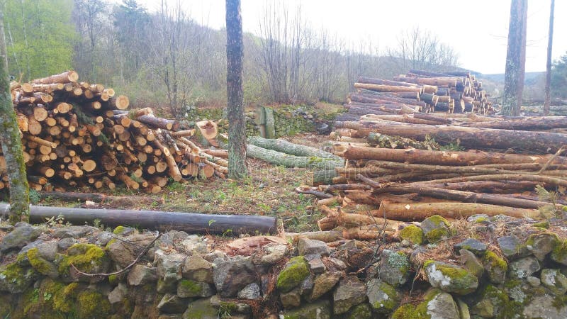 Logging of Trees in an Oak Forest Stock Photo - Image of nature ...