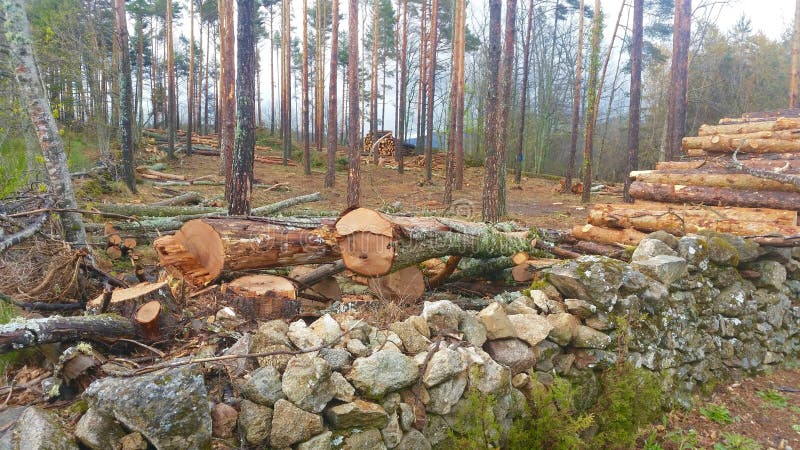 Logging of Trees in an Oak Forest Stock Image - Image of forestry, bark ...
