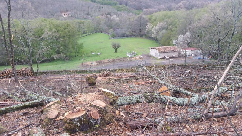 Logging of Trees in an Oak Forest Stock Photo - Image of environment ...