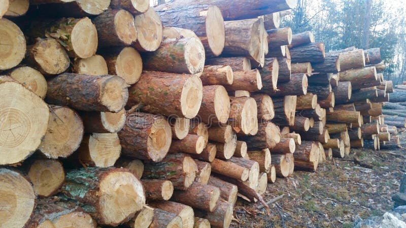 Logging of Trees in an Oak Forest Stock Image - Image of environment ...