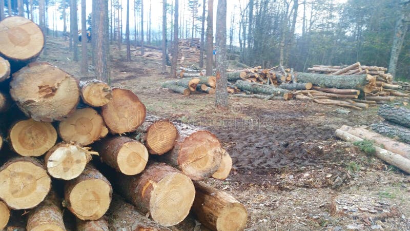 Logging of Trees in an Oak Forest Stock Image - Image of wood, forest ...