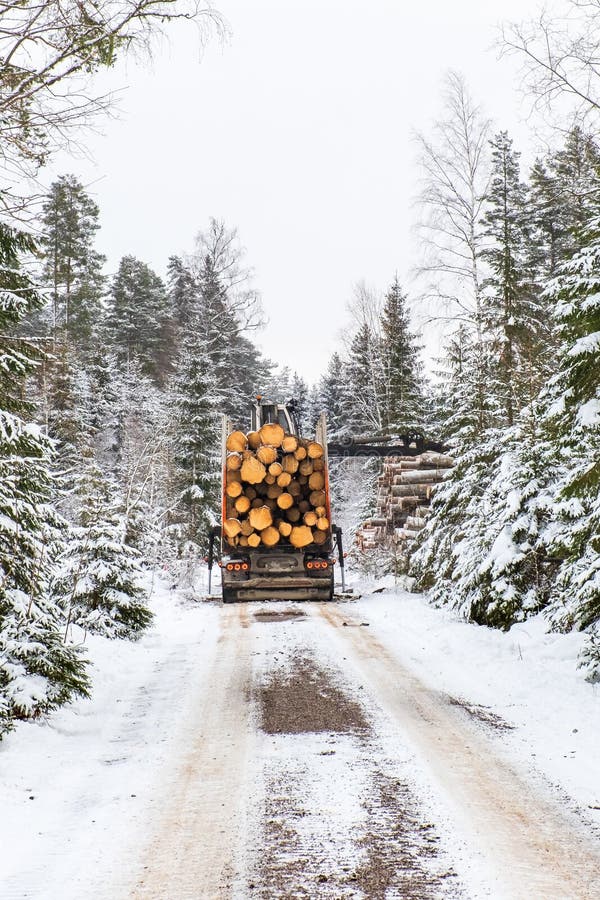 Logging Truck Loads Timber on a Snowy Dirt Road in the Forest Stock ...