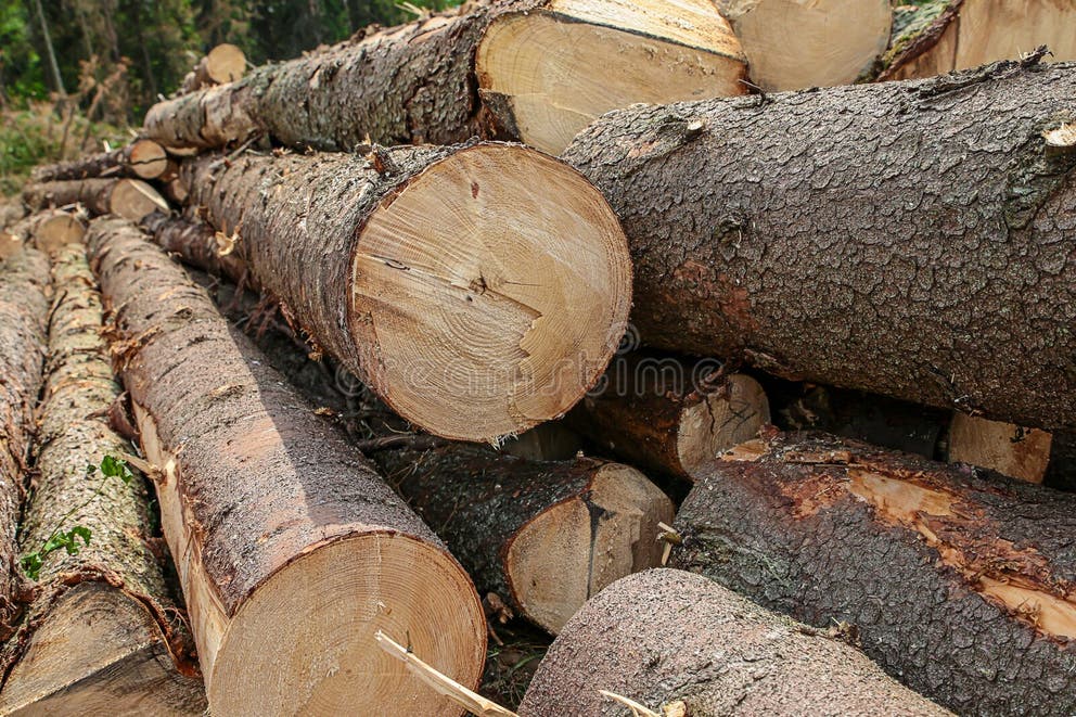 Logging Trunk Pine Rough Bark End Logs Building Material Background ...