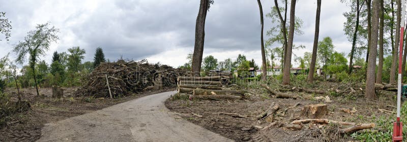 Area of logging stock image. Image of tree, lumberyard - 100747537