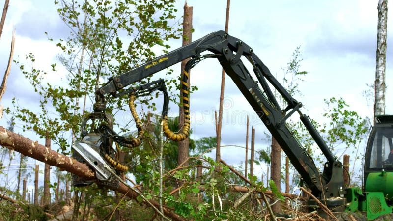 Logger with Robotic Arm Lifting and Sawing Logs in Forest ...